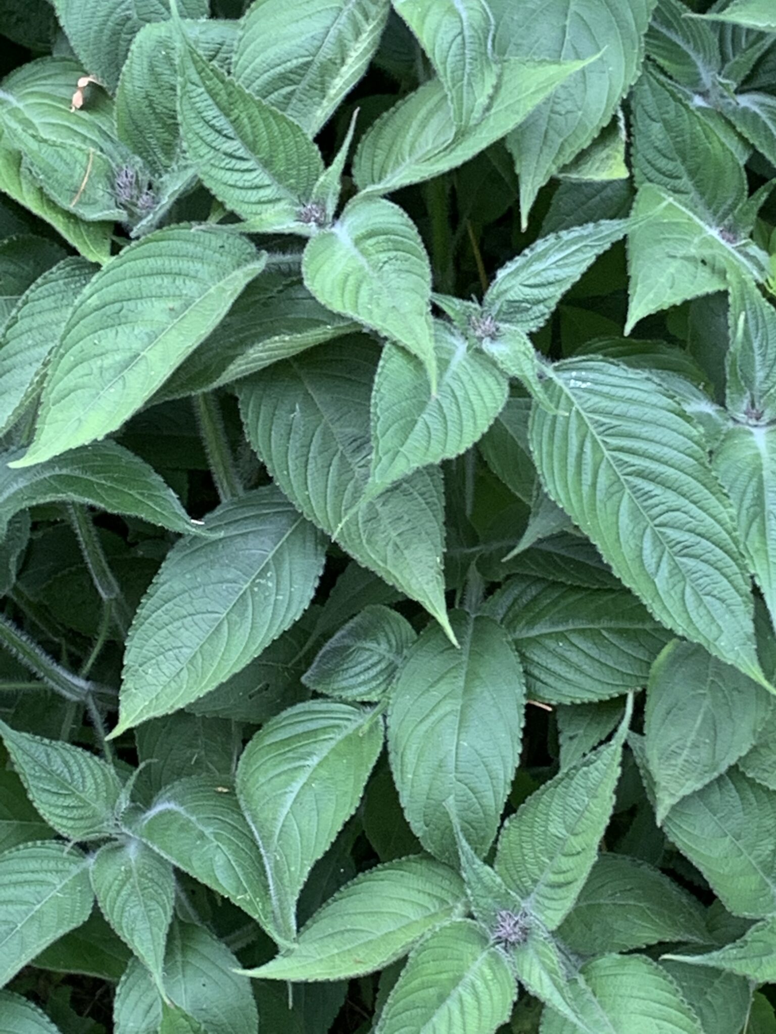 Strobilanthes atropurpurea | Lewis Cottage Plants
