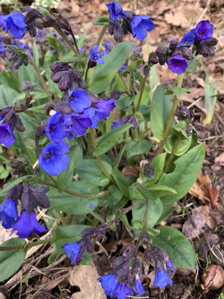 Pulmonaria Blue Ensign | Lewis Cottage Plants