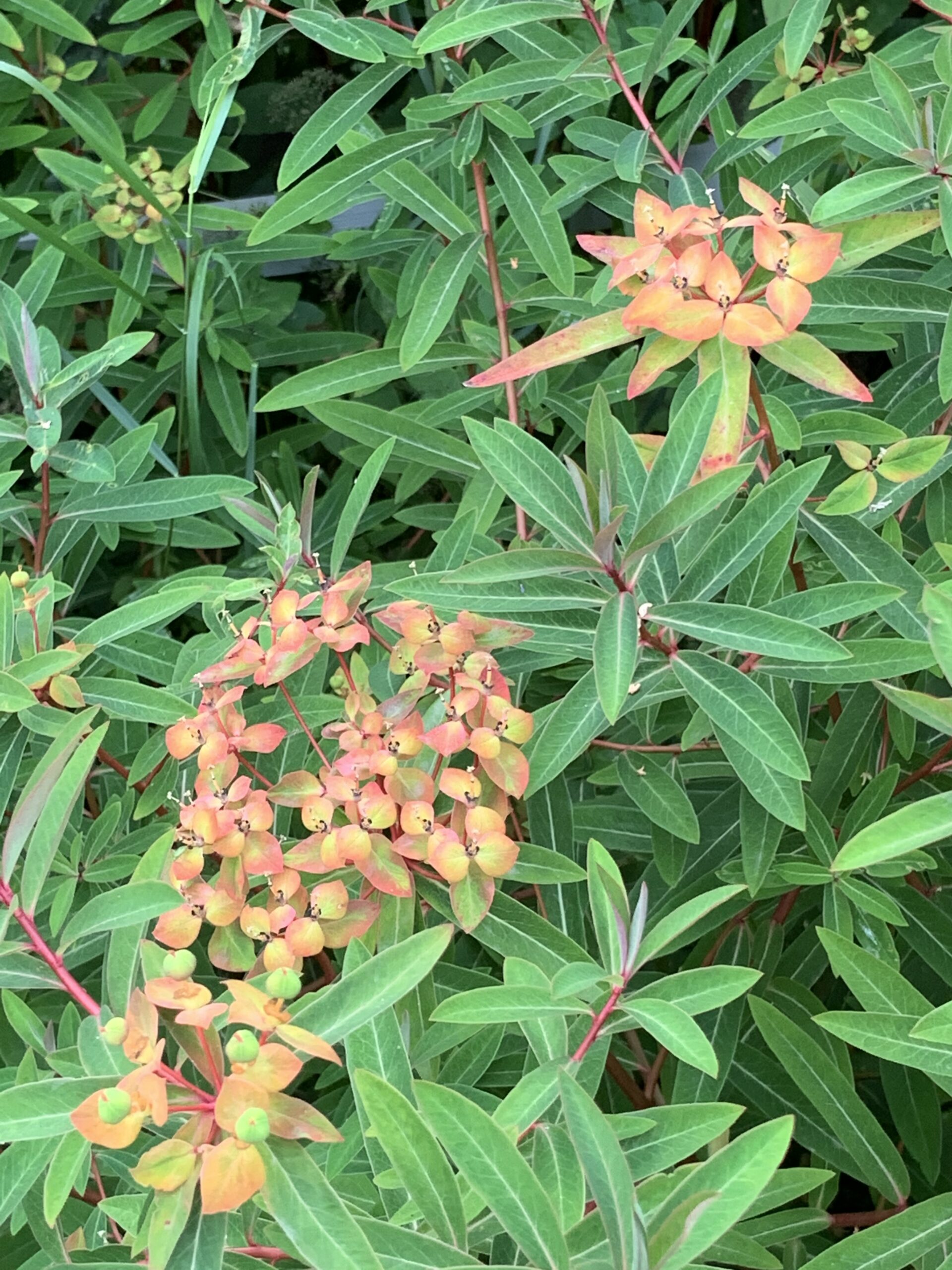 Euphorbia griffithii “Fireglow” | Lewis Cottage Plants