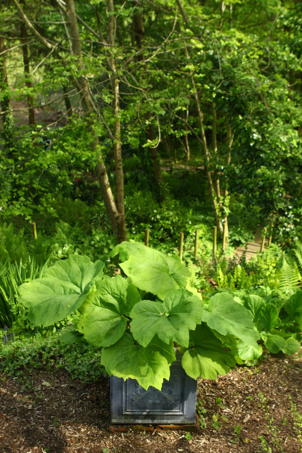 Rheum palmatum tanguticum | Lewis Cottage Plants