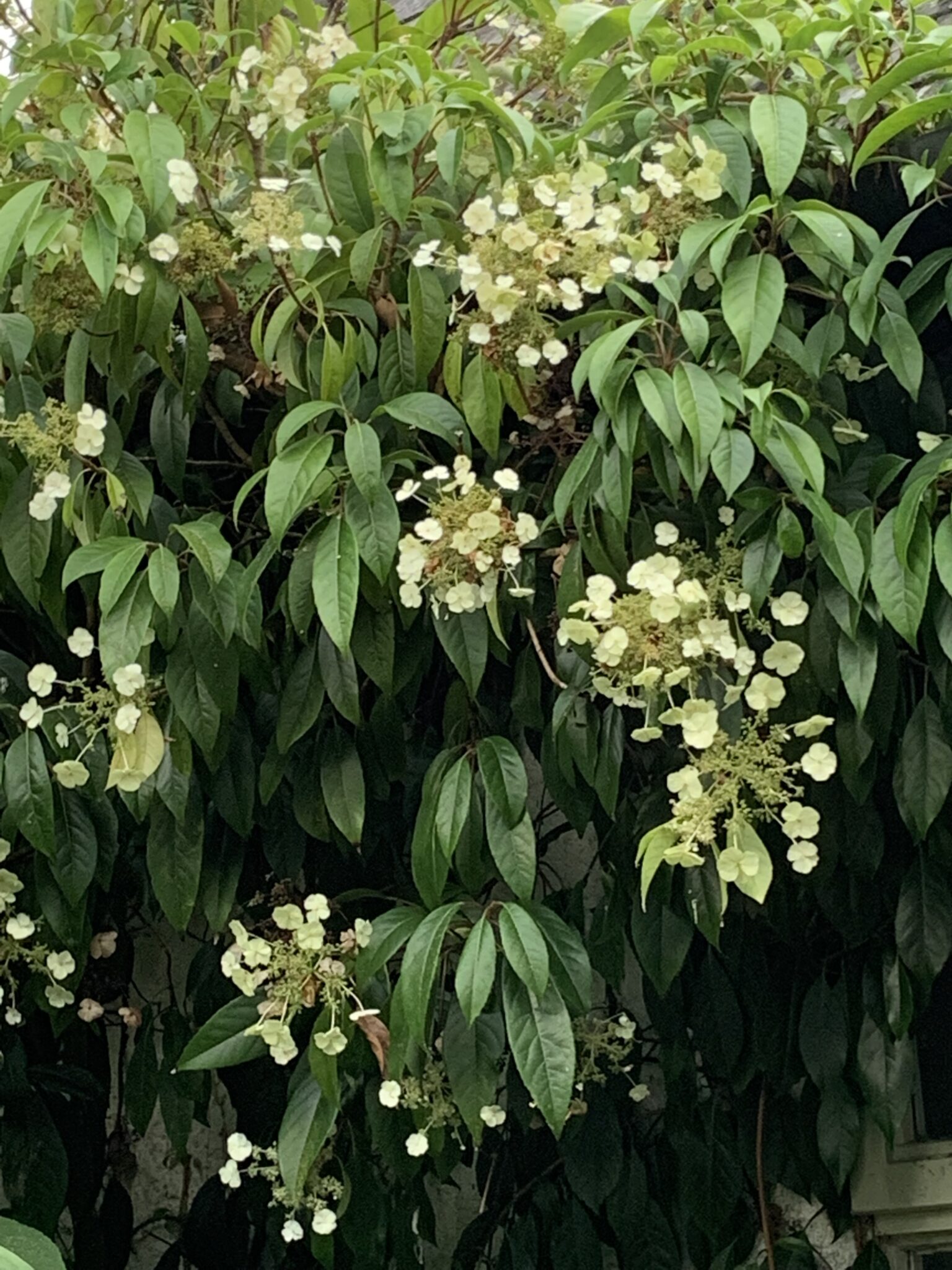 Hydrangea seemanii | Lewis Cottage Plants