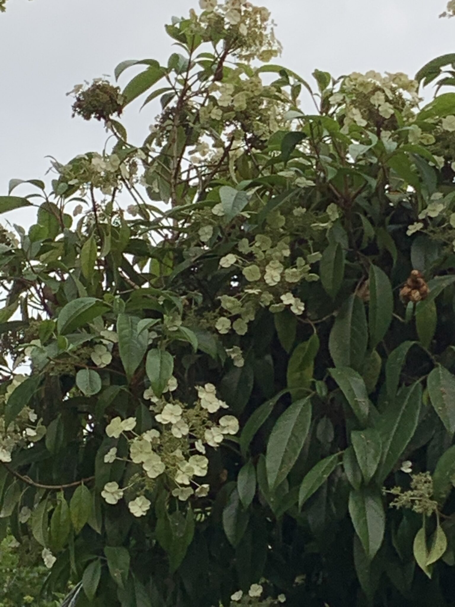 Hydrangea seemanii | Lewis Cottage Plants