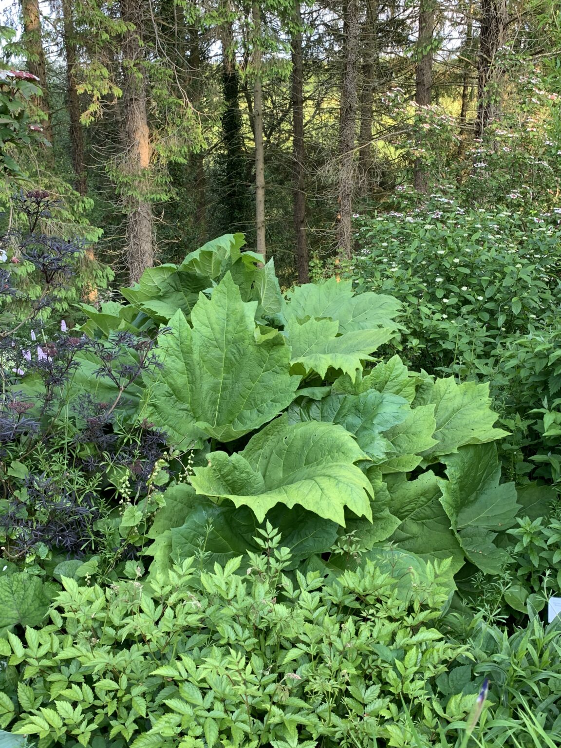 Rheum palmatum tanguticum | Lewis Cottage Plants