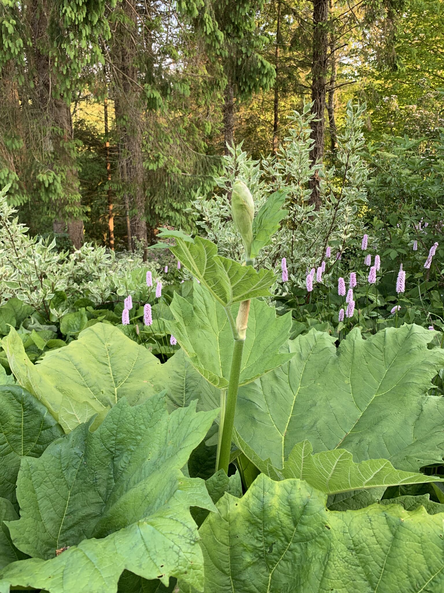 Rheum palmatum tanguticum | Lewis Cottage Plants
