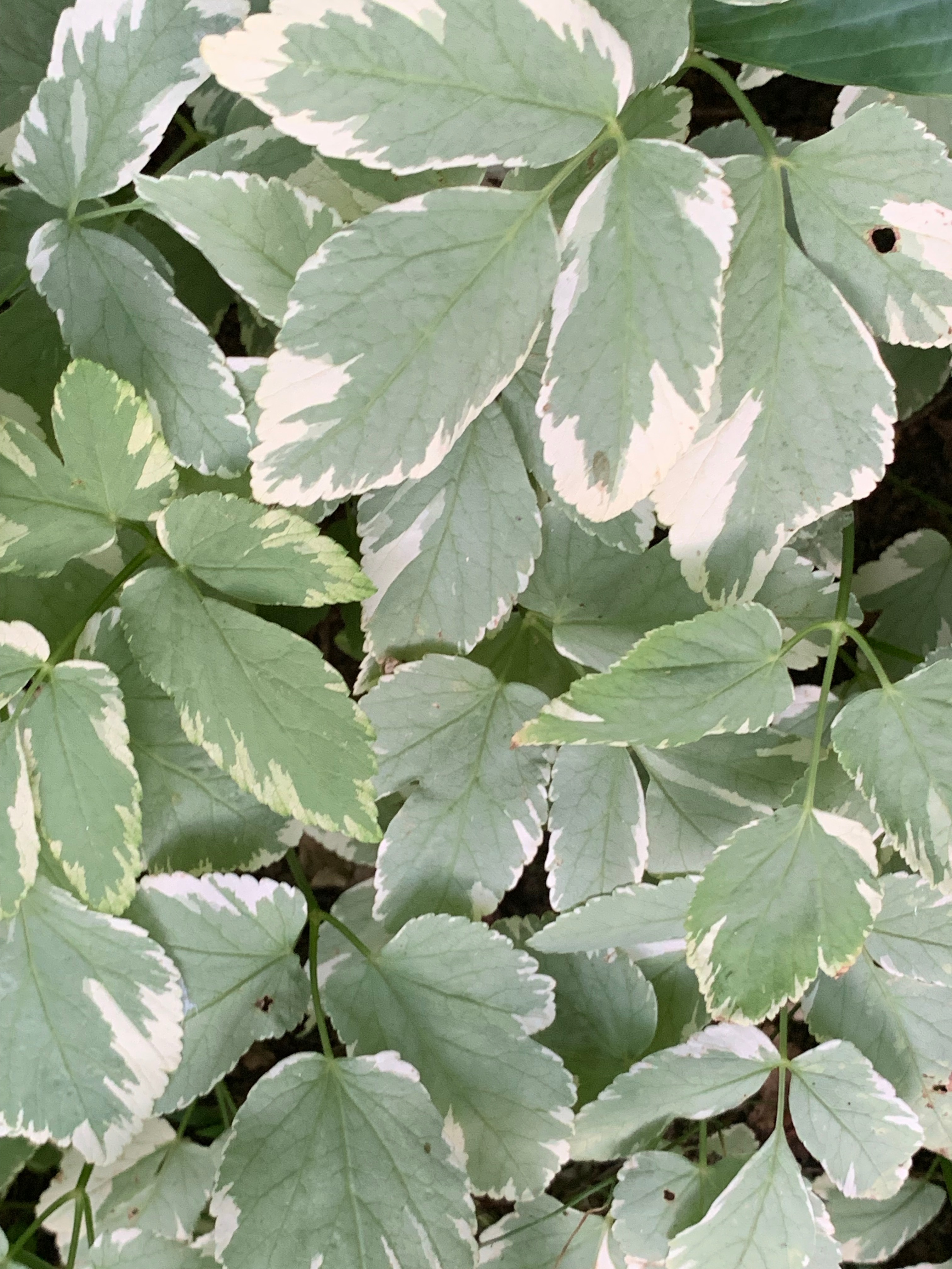 Aegopodium podagraria ‘Variegatum’ | Lewis Cottage Plants