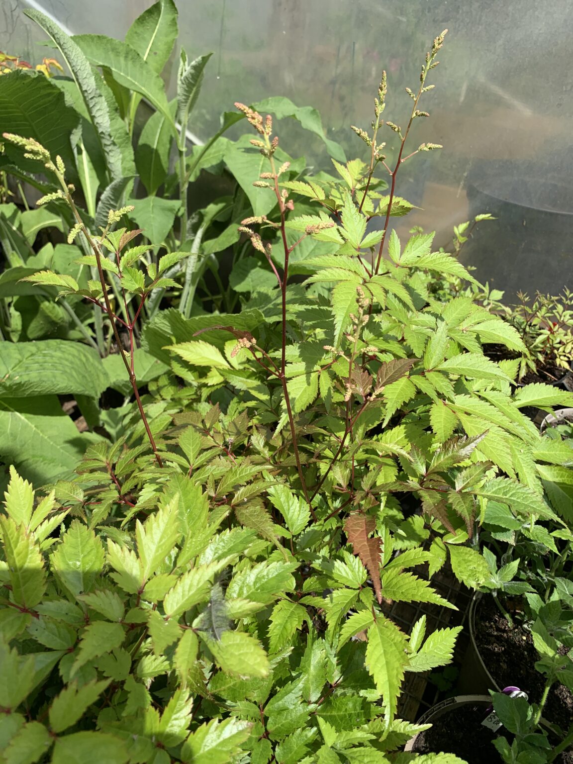 Astilbe Avalanche | Lewis Cottage Plants