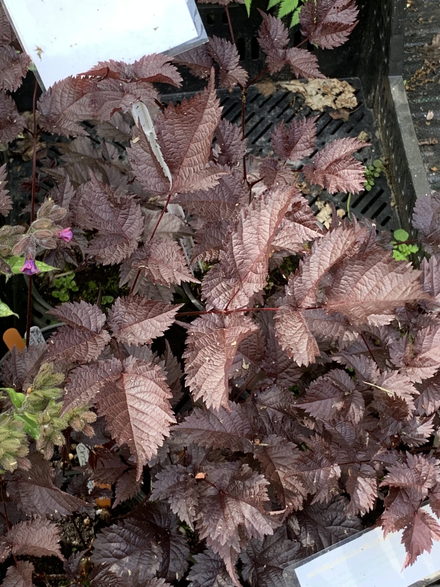 Astilbe Chocolate Shogun | Lewis Cottage Plants