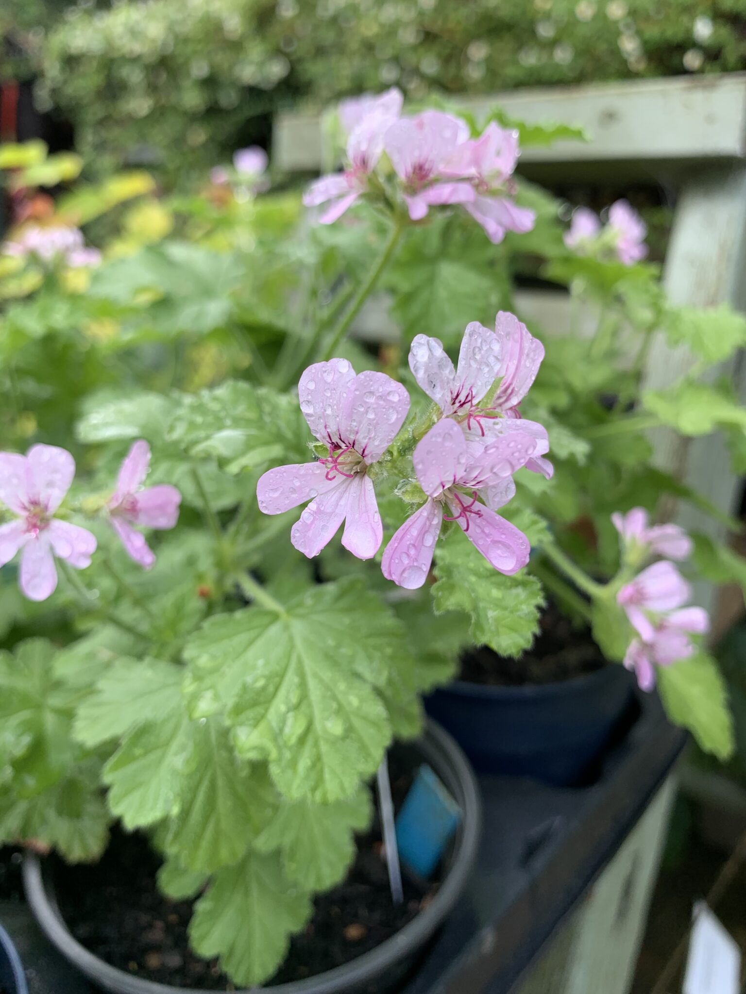 Pelargonium Attar of Roses | Lewis Cottage Plants