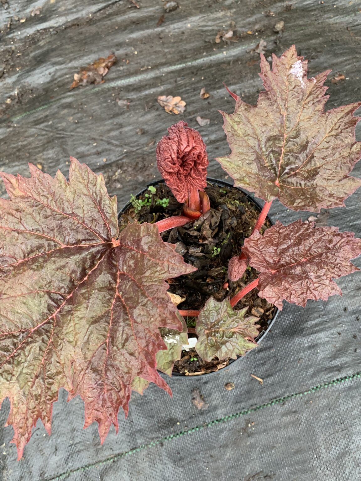 Rheum palmatum “Rubrum” | Lewis Cottage Plants
