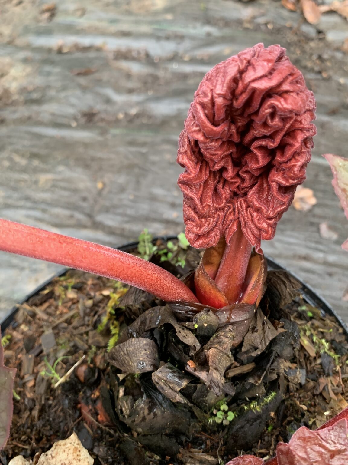Rheum palmatum “Rubrum” | Lewis Cottage Plants