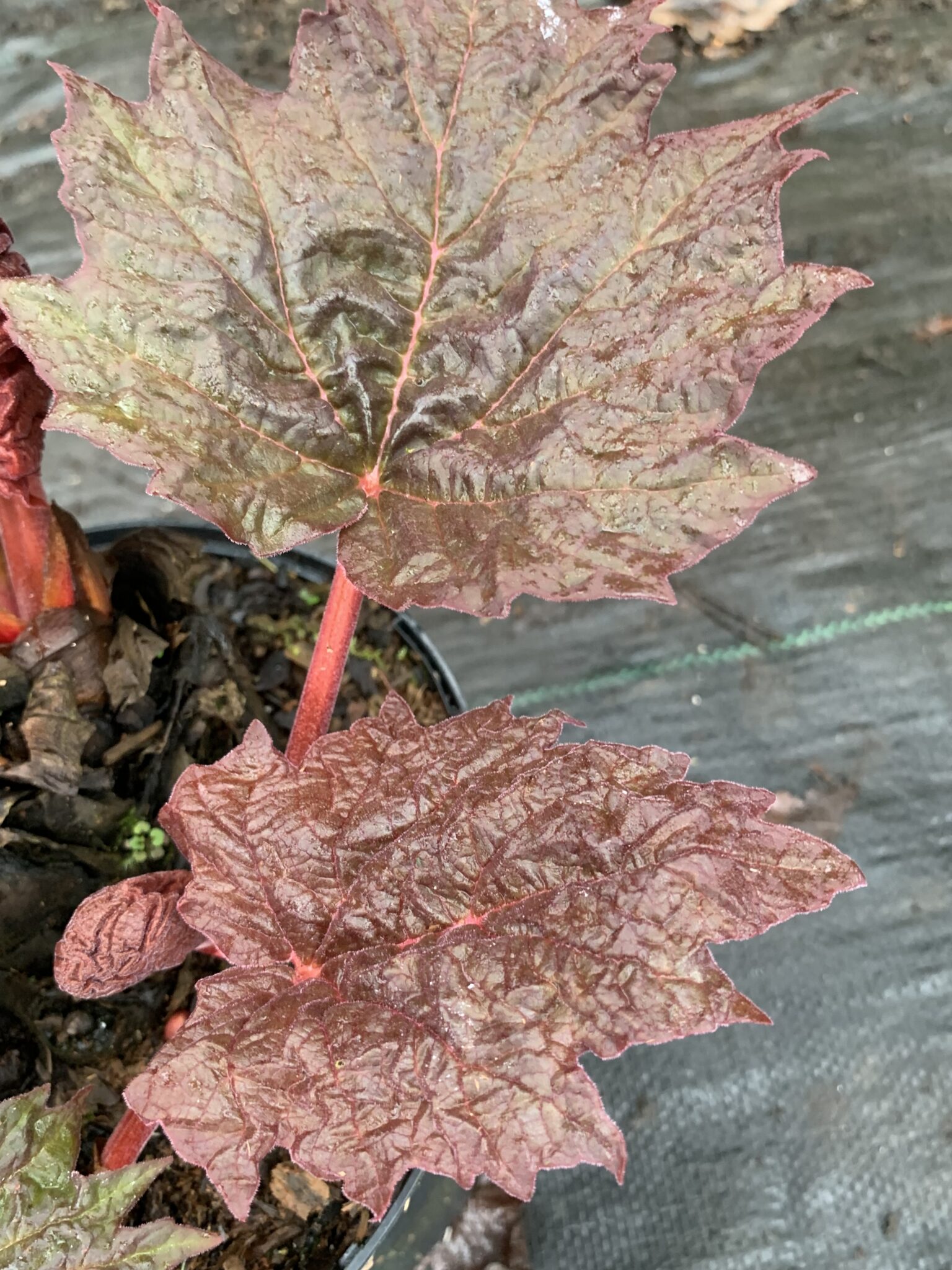 Rheum palmatum “Rubrum” | Lewis Cottage Plants